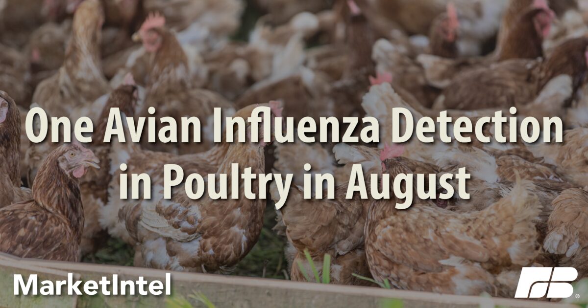 Avian Influenza Detections Drop, But Fall Migration Looms | Market ...