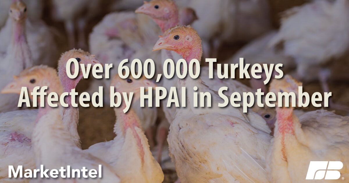 Turkey Farmers Brace for Uptick in HPAI | Market Intel | American Farm ...