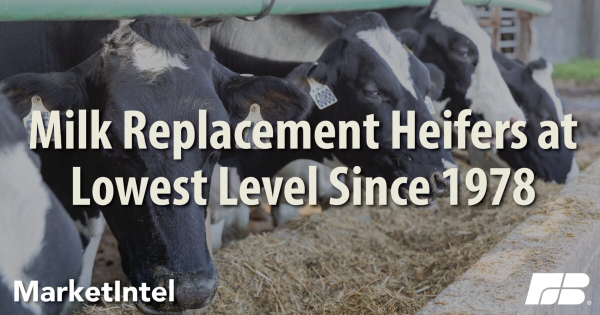 Record Milk Production, Shrinking Herd Pipeline | Market Intel ...