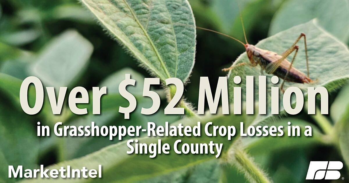 Grasshoppers Eating into Western Farmers’ and Ranchers’ Bottom Lines ...