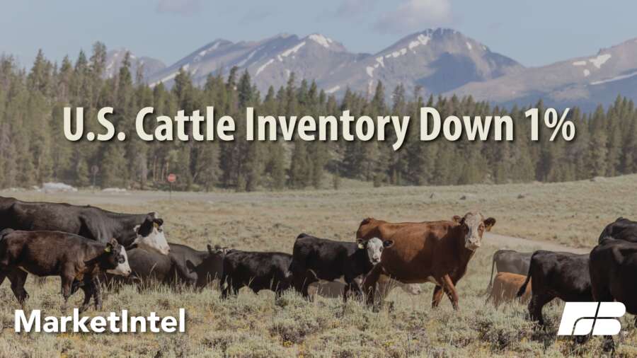 Cattle Inventory Continues Contraction | Market Intel | American Farm ...