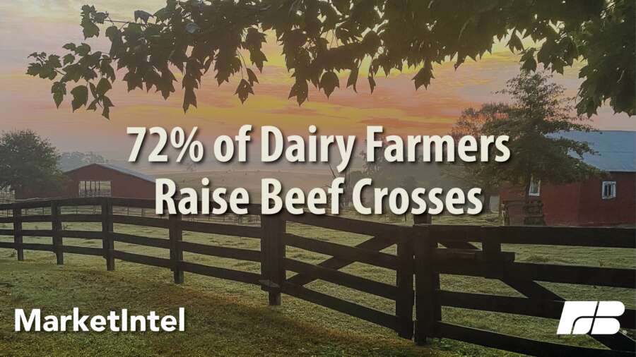 Beefing Up Dairy: The Rise of Crossbreeding | Market Intel | American ...