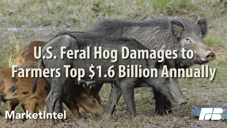 Feral Hogs vs. Farmers: The Damage Price Tag | Market Intel | American ...