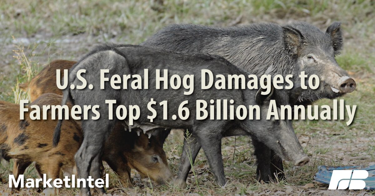 Feral Hogs vs. Farmers: The Damage Price Tag | Market Intel | American ...