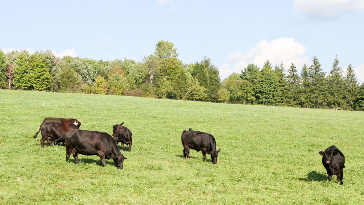 Grazing on Public Lands | American Farm Bureau Federation
