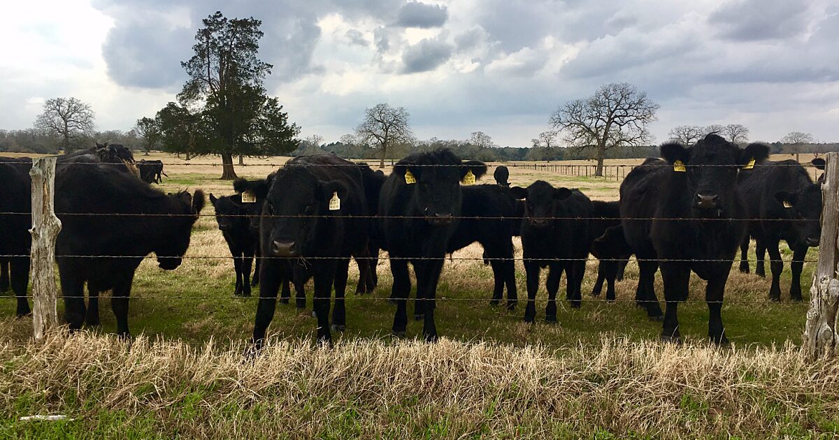 Livestock and the Farm Bill | Market Intel | American Farm Bureau ...