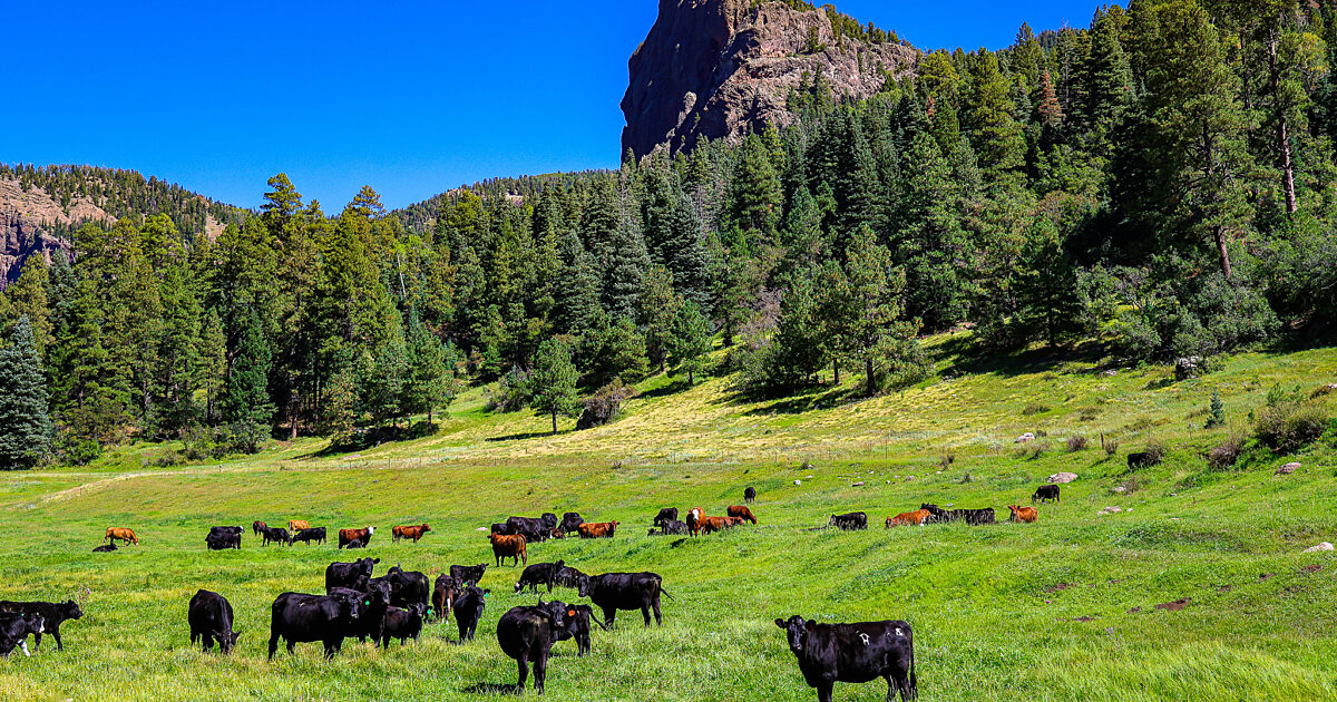 Protecting America’s Livestock Herds | Focus on Ag | American Farm ...