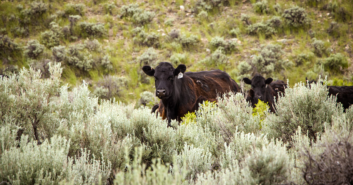 Pasture, Rangeland and Forage… A Potential Solution | Market Intel ...