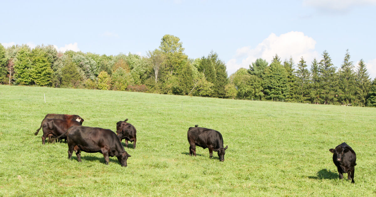 Grazing on Public Lands | American Farm Bureau Federation