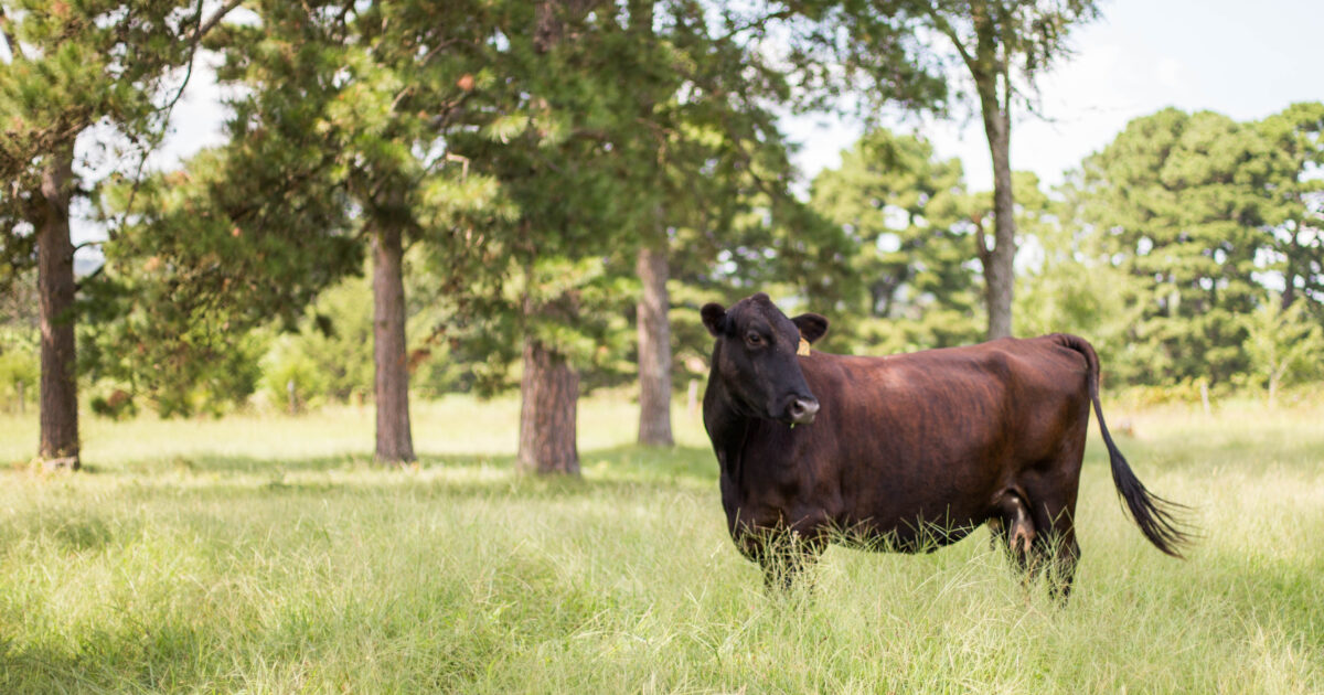 2023 Cattle Market Outlook | Market Intel | American Farm Bureau Federation