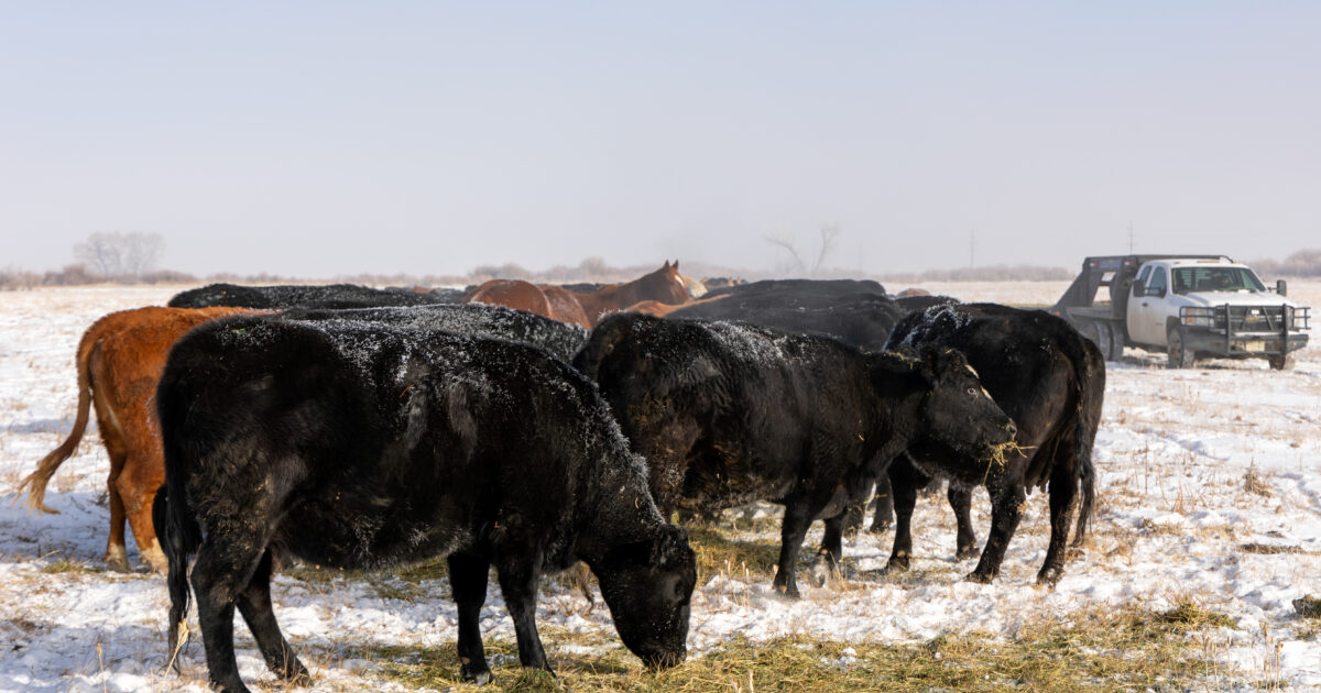 As Processing Facilities Struggle with Labor, Spread Between the ...