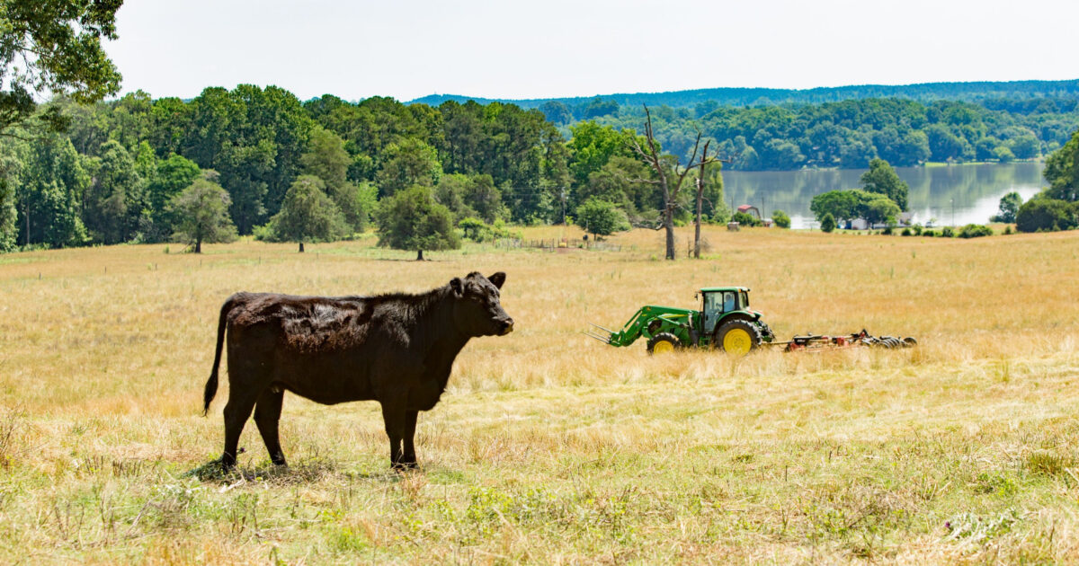 Increased Beef Production Indicates Continued Cattle Industry ...
