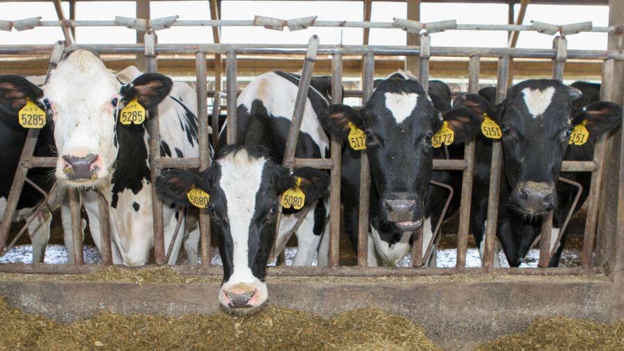 What is Dairy Revenue Protection? | Market Intel | American Farm Bureau ...