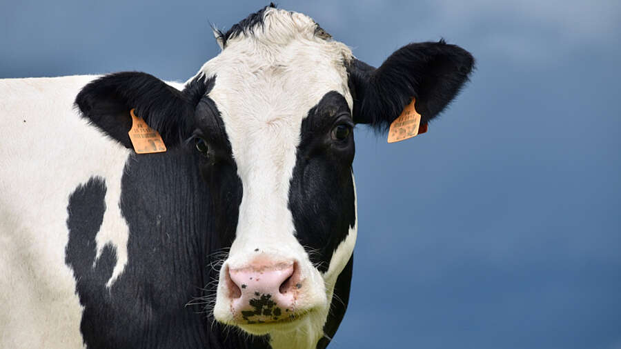 Overview of Dairy Programs in the Farm Bill | Market Intel | American ...