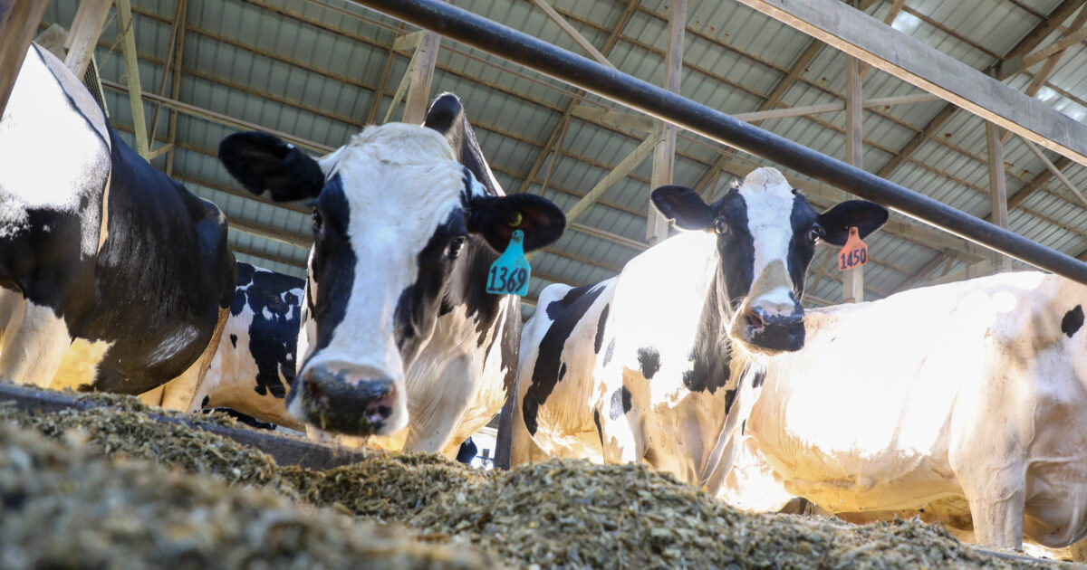 Milk Check Outlook: High Milk Prices Won’t Look as Good as in the Past ...