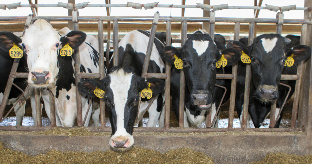 What is Dairy Revenue Protection? | Market Intel | American Farm Bureau ...