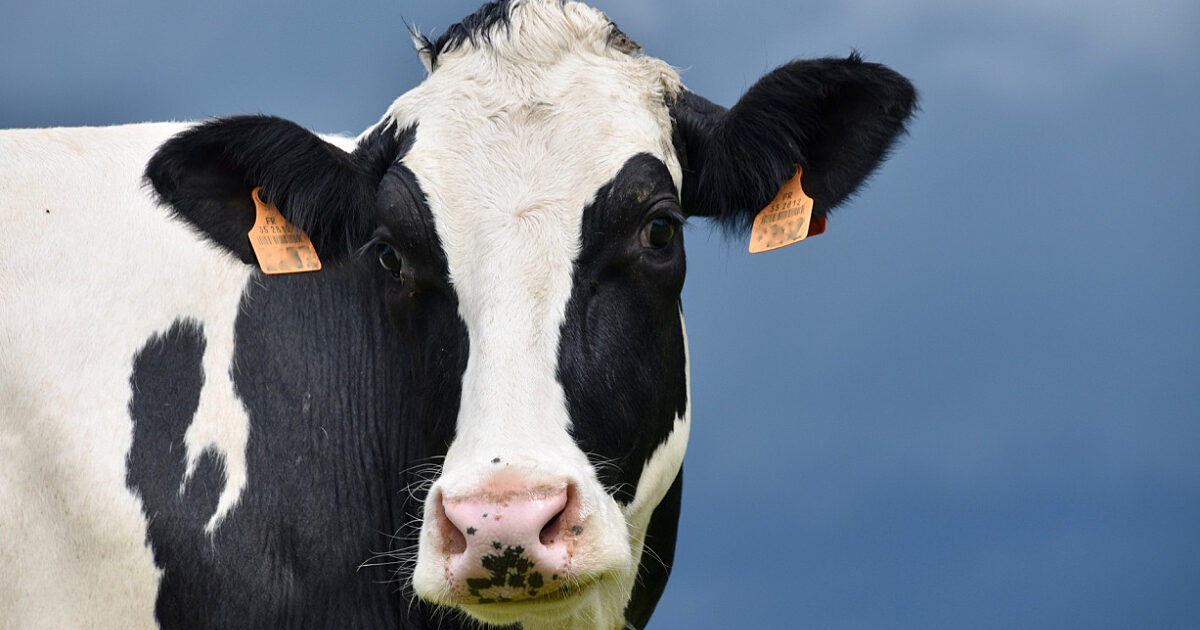 How Pooling of Dumped Milk Works | Market Intel | American Farm Bureau ...