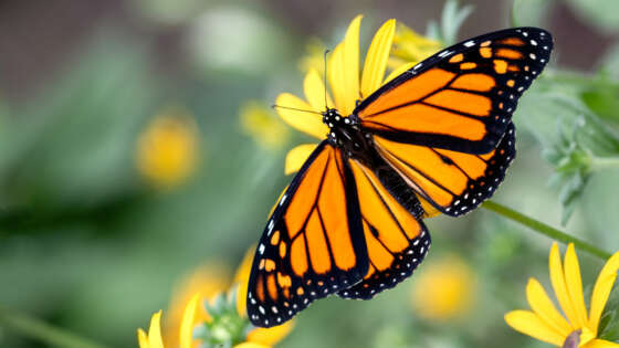 Farm Bureau Comments on Proposed Monarch Butterfly Designation | News ... Farm Bureau Comments on Proposed Monarch Butterfly Designation | News ...