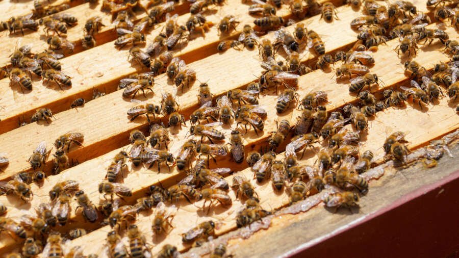 The Buzz Around Pollinators | The Zipline | American Farm Bureau Federation