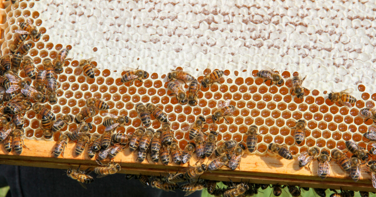 Neonicotinoids & Honey Bees | American Farm Bureau Federation