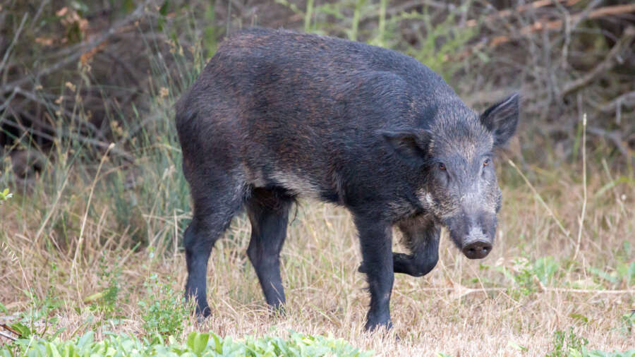Farmers, Ranchers Struggle with Hog-Wild Feral Swine Population ...