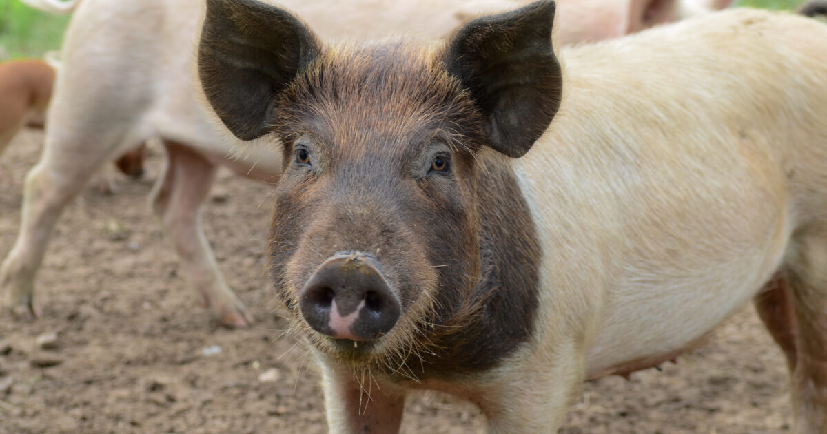 June Hog and Pig Report has Few Surprises | Market Intel | American ...