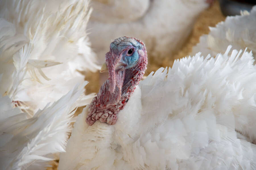 Turkey Farm Challenges Could Affect Thanksgiving Prices | News Release ...