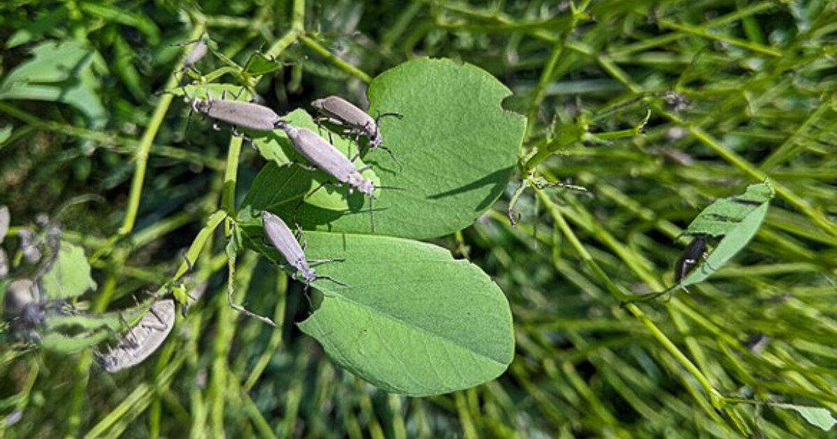 Blister Bugs In Alfalfa Hay