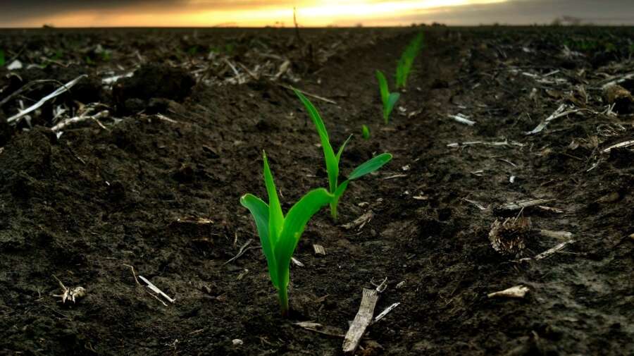 Planted Acres Projections Reflect Cautious Farm Economy | Newsline ...
