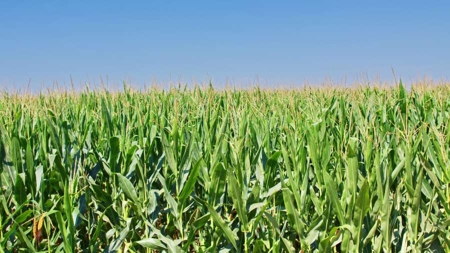Corn Tariff Profile | Market Intel | American Farm Bureau Federation