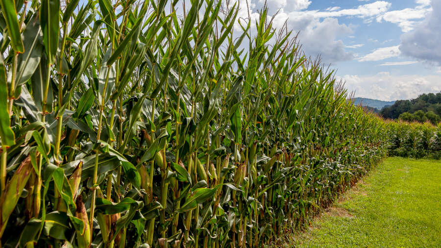 Farm Bureau Appreciates Distribution of Aid to Farmers | News Release ...