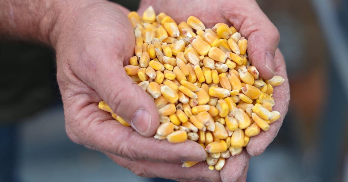 Farm Bureau Applauds Mexico for Rescinding Corn Import Ban | News ...