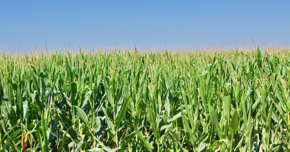 Enhanced Coverage Option Provides Shallow Loss Coverage on Crop ...