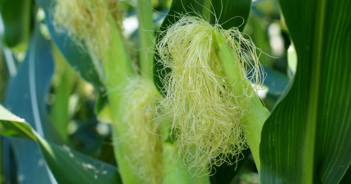 Corn Acres Should Be Reconsidered in 2020 | Market Intel | American ...