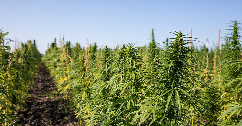 Industrial Hemp Plant For Young Farmers, Hemp Is A 'Gateway Crop'
