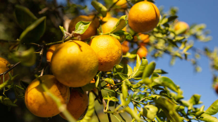 U.S. Citrus Production – An Uphill Battle to Survive | Market Intel ...