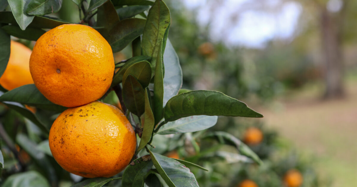 Fresh Oranges Tariff Profile | Market Intel | American Farm Bureau ...