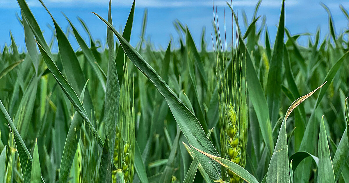 NAFTA Holds Mexico’s Door Open to U.S. Wheat; Could Open Cross-Border ...