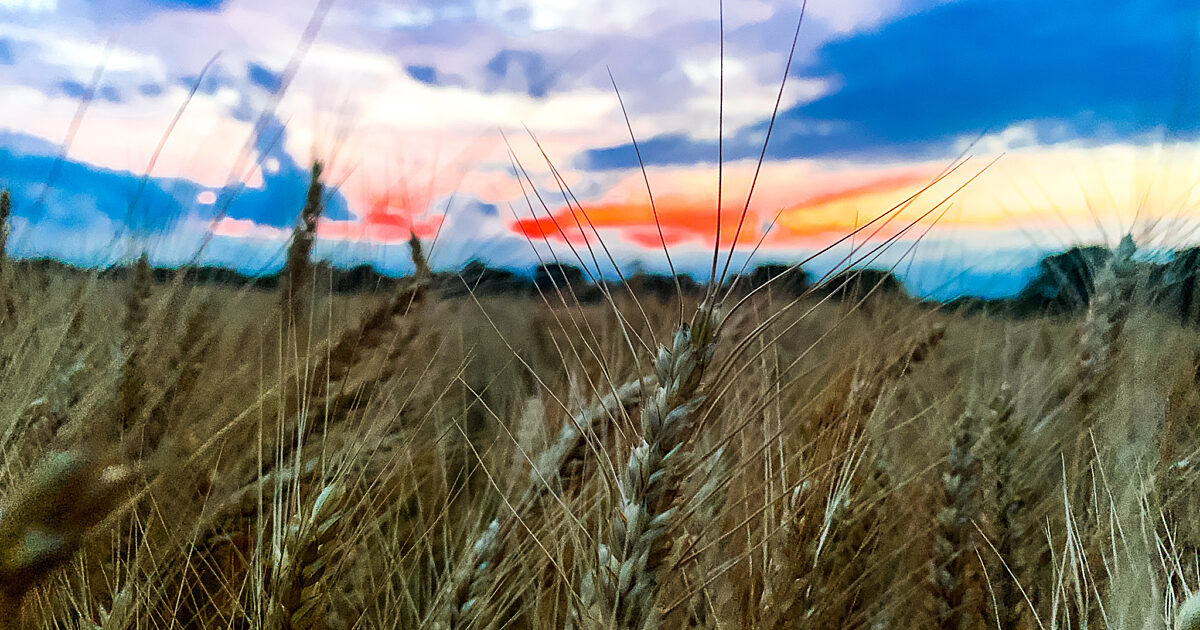 Durum Wheat Tariff Profile | Market Intel | American Farm Bureau Federation