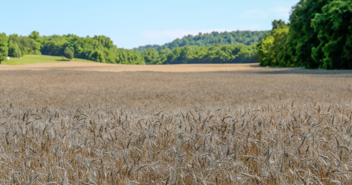 Potential Countervailing and Anti-Dumping Duties on UAN Solutions Raise ...