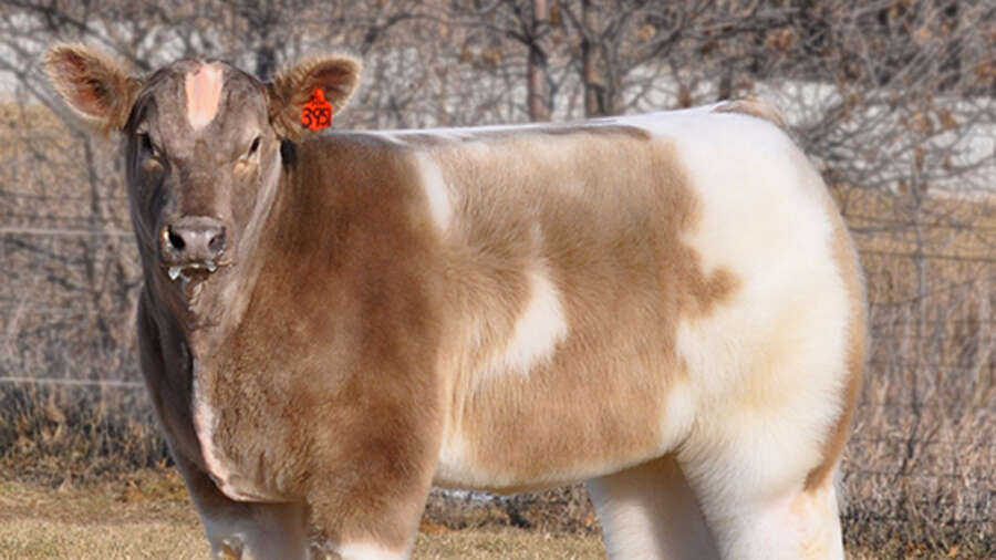 Fluffy Cows Explained: From Farm to Internet Fame | Focus on Ag ...