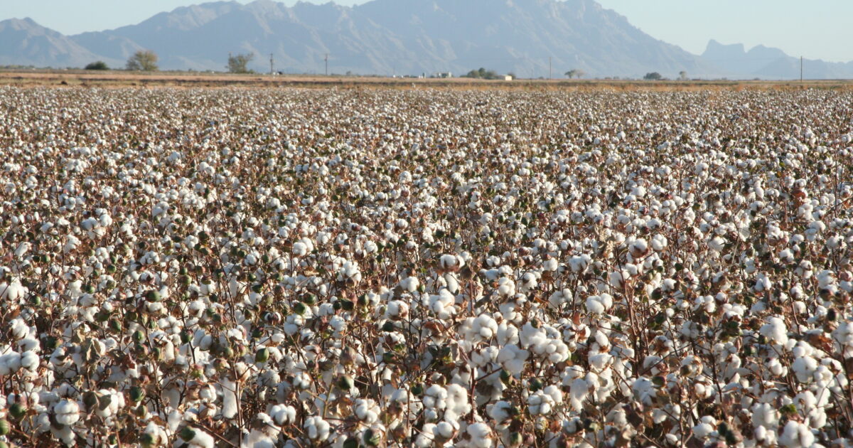 Arizona Farm Bureau Leads Effort to Improve Cotton Seed Quality | Farm ...