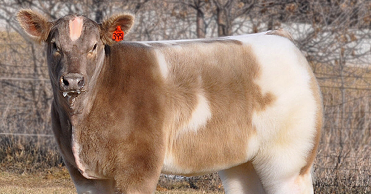 Fluffy Cows Explained: From Farm to Internet Fame | Focus on Ag ...