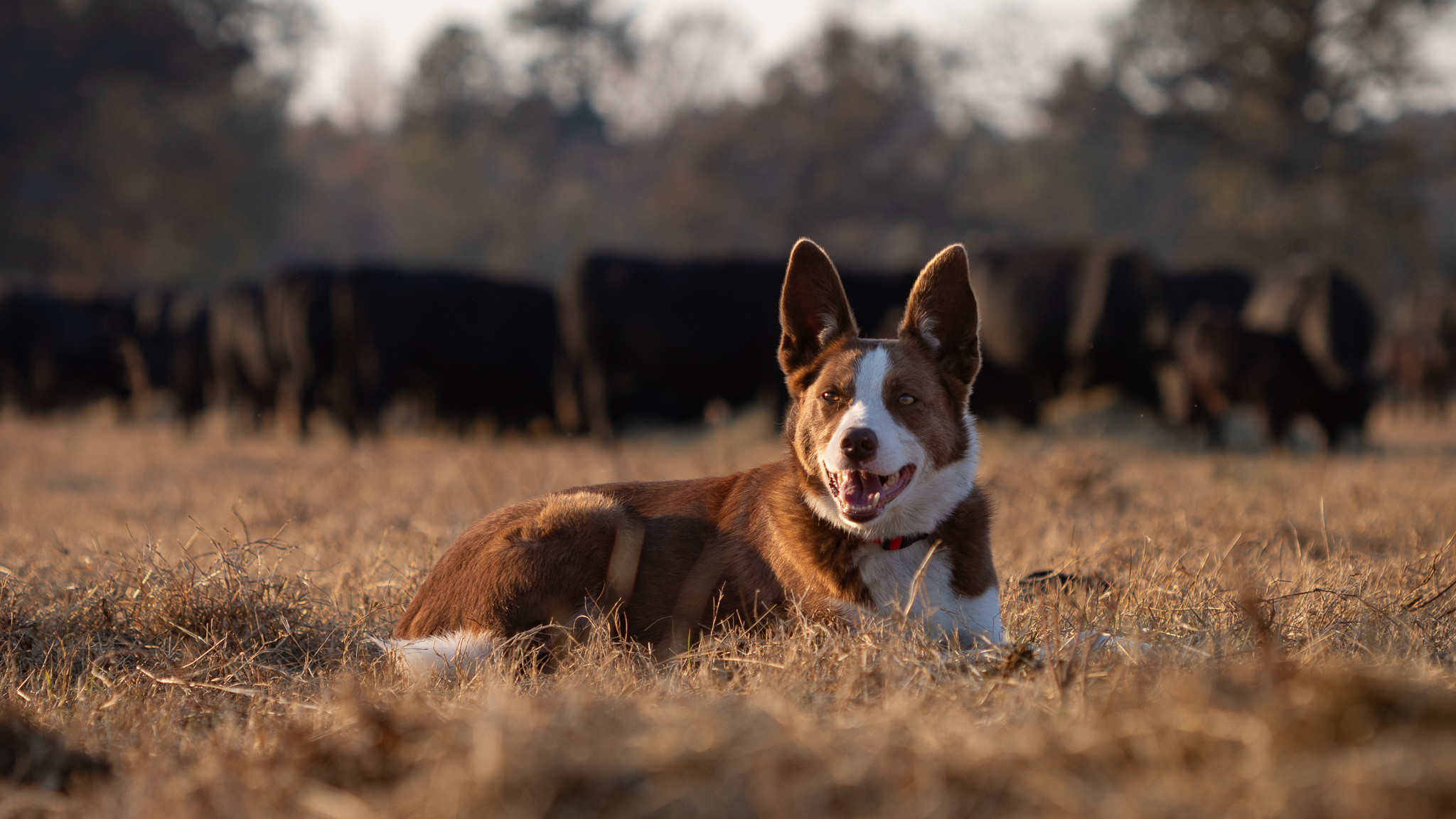 Farm Dog of the Year | American Farm Bureau Federation