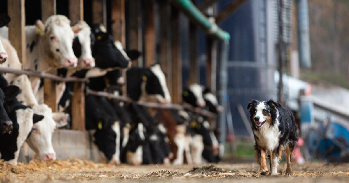 Farm Bureau Farm Dogs of the Year: Where are They Now? | Focus on Ag ...