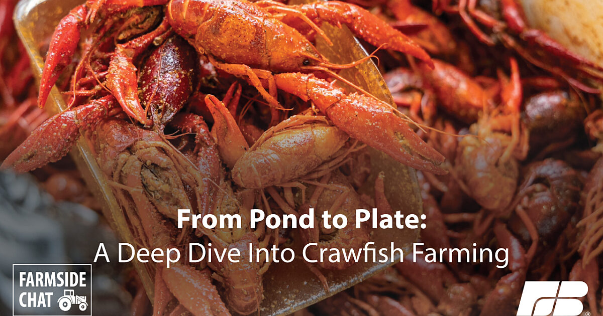 From Pond to Plate: A Deep Dive Into Crawfish Farming | Farmside Chat ...