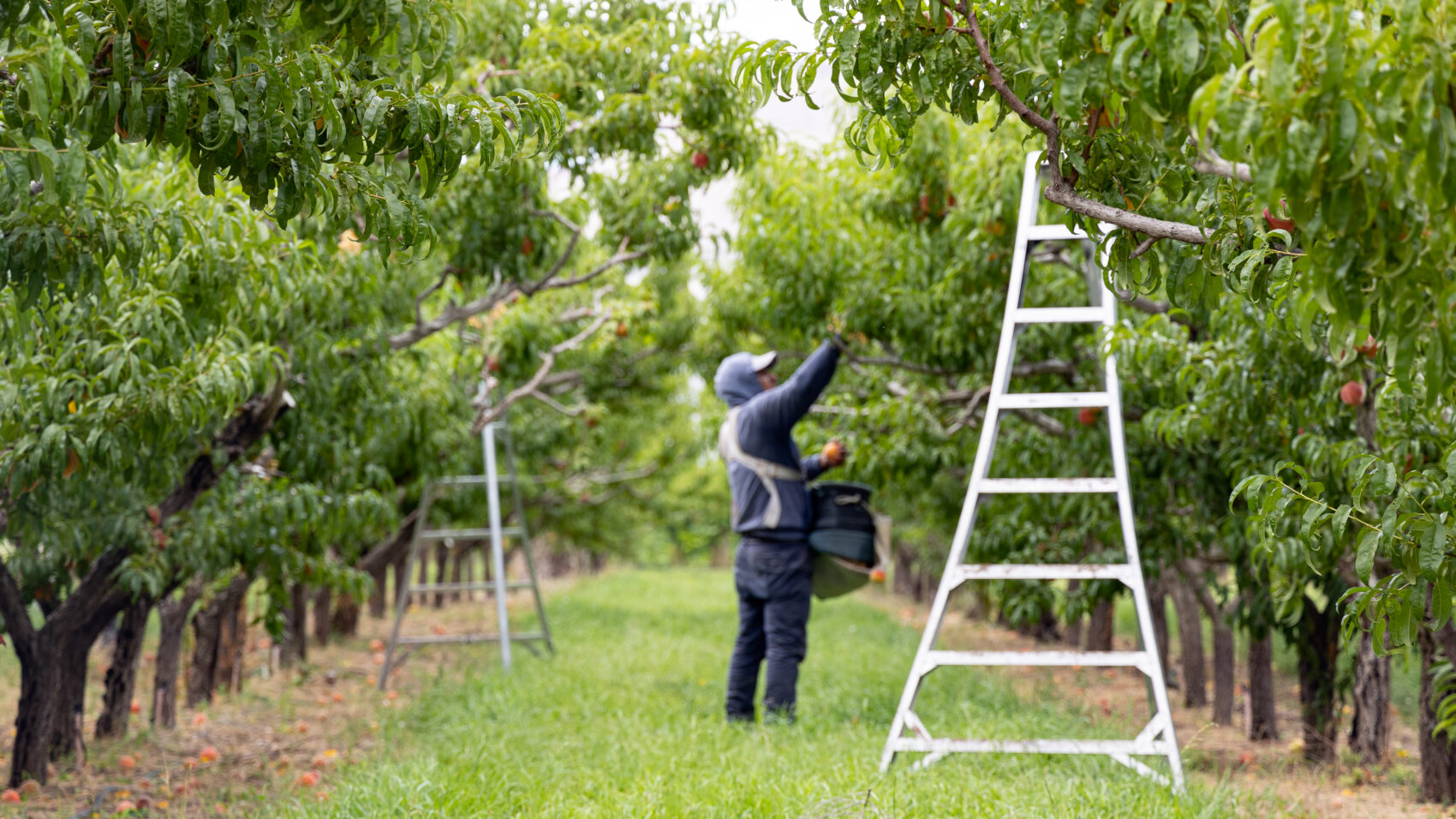 Agriculture Labor Reform | American Farm Bureau Federation