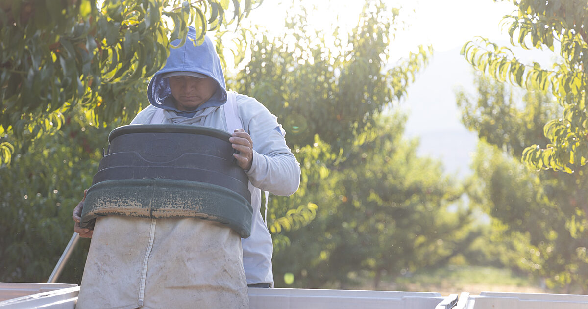 2024 H-2A AEWRs On Their Way (Up) | Market Intel | American Farm Bureau ...