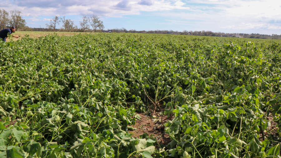 USDA Finalizes Supplemental Disaster Relief Program Stage 2 | Newsline ...