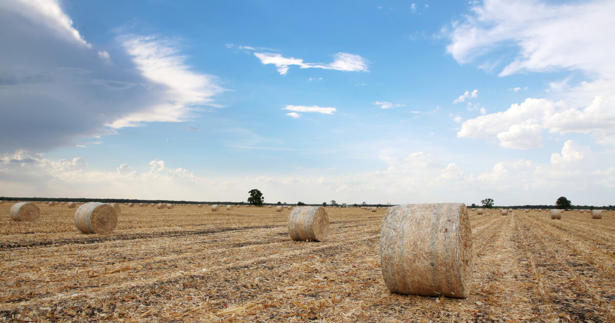 New AFBF Survey Shows Drought’s Increasing Toll on Farmers and Ranchers ...